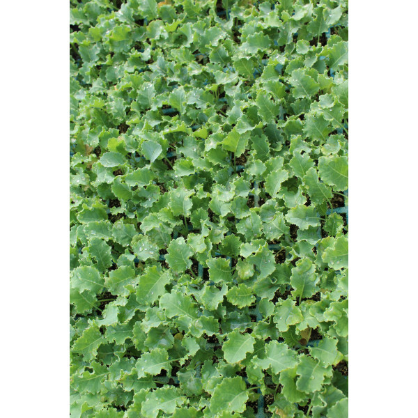 Couve Galega Frisada (Kale)