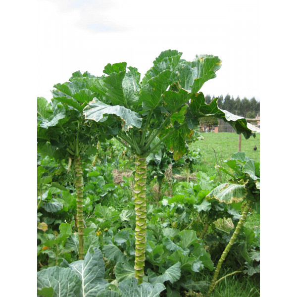 Couve Galega (horto)