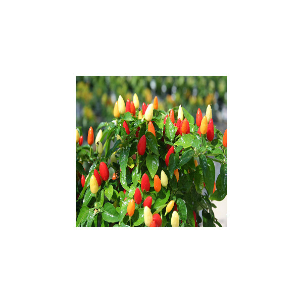 Green House - Plantas hortícolas