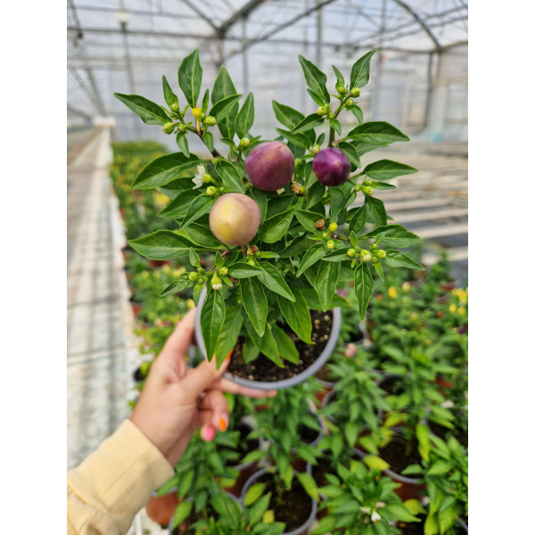 Piri-Piri Mini Multicor VASO