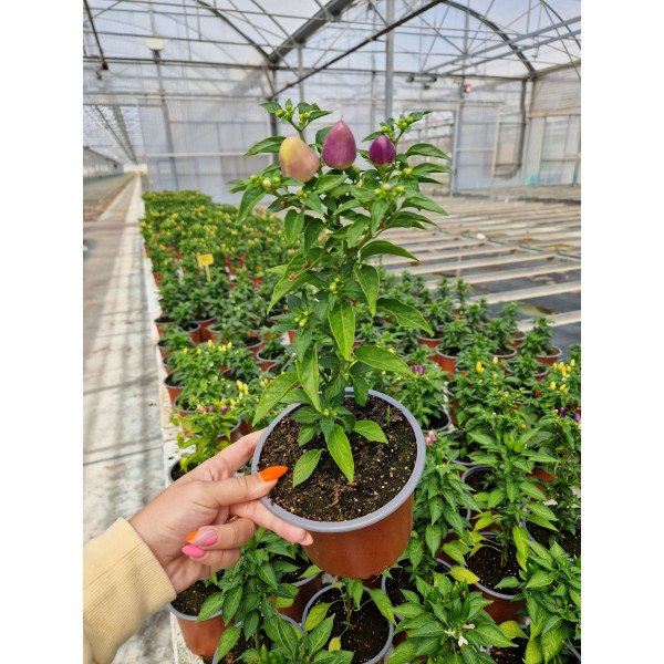 Piri-Piri Mini Multicor VASO