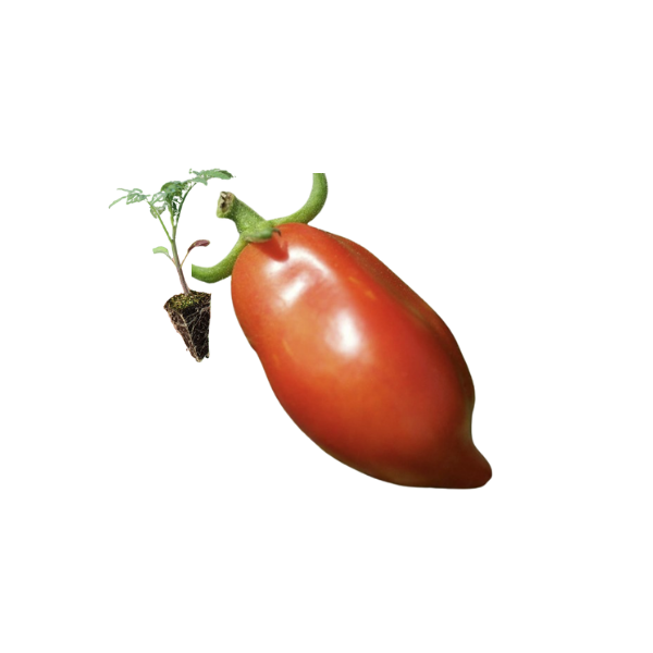 Tomate