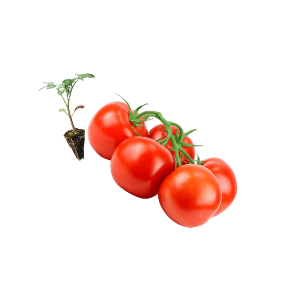 Tomate